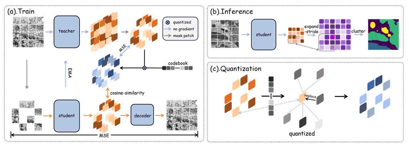 Jintu Zheng 郑晋图